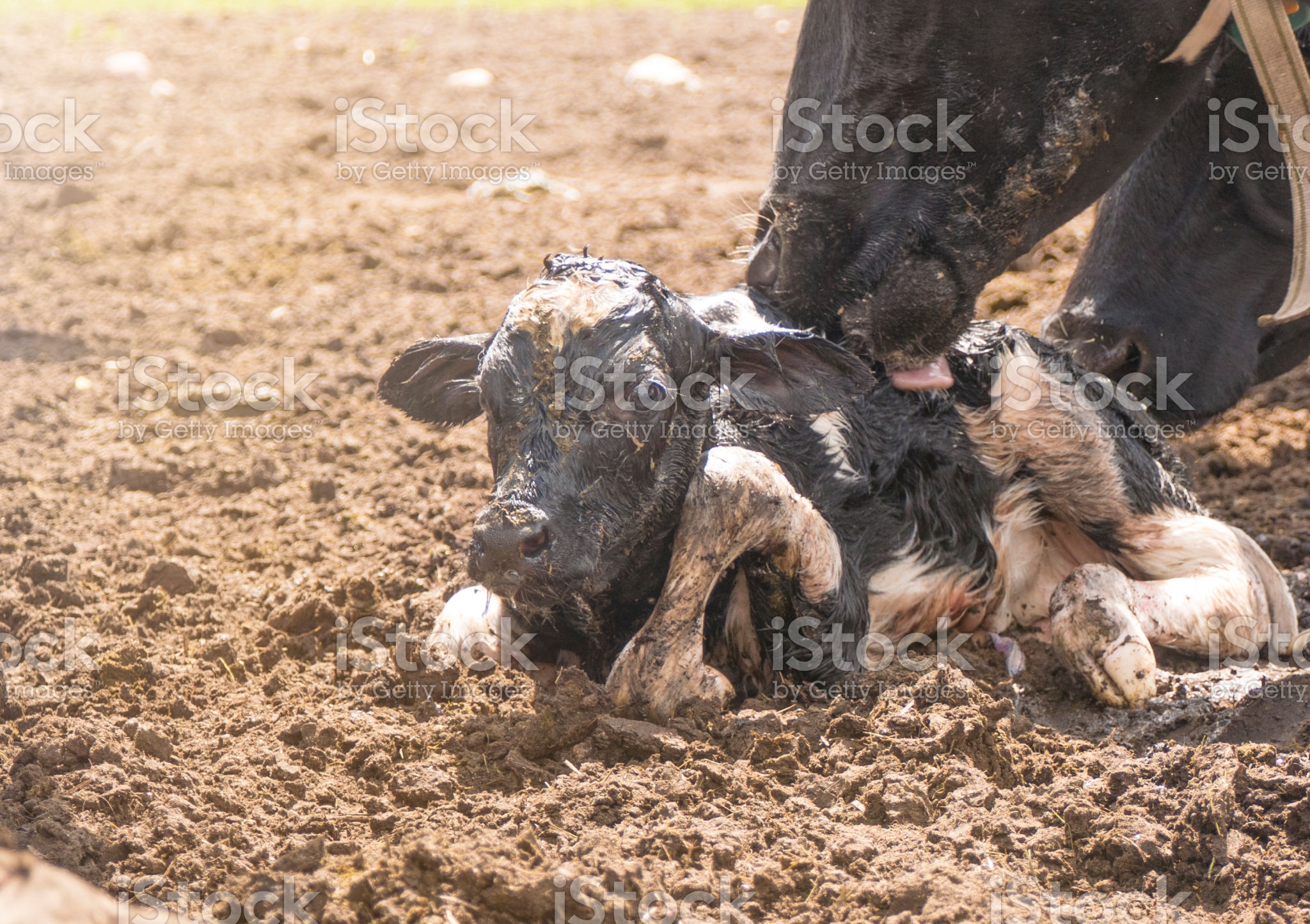 Living World – The MindPalace Academy of Learning