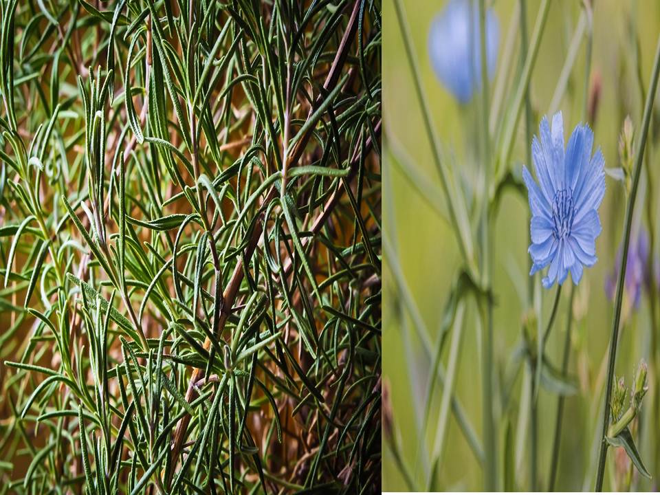 Getting to Know Plants – The MindPalace Academy of Learning