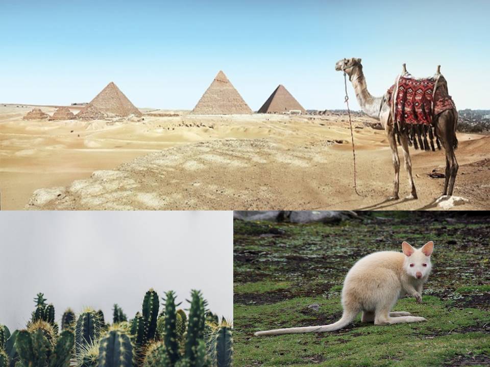 The Living Organisms Characteristics and Habitats – The MindPalace ...
